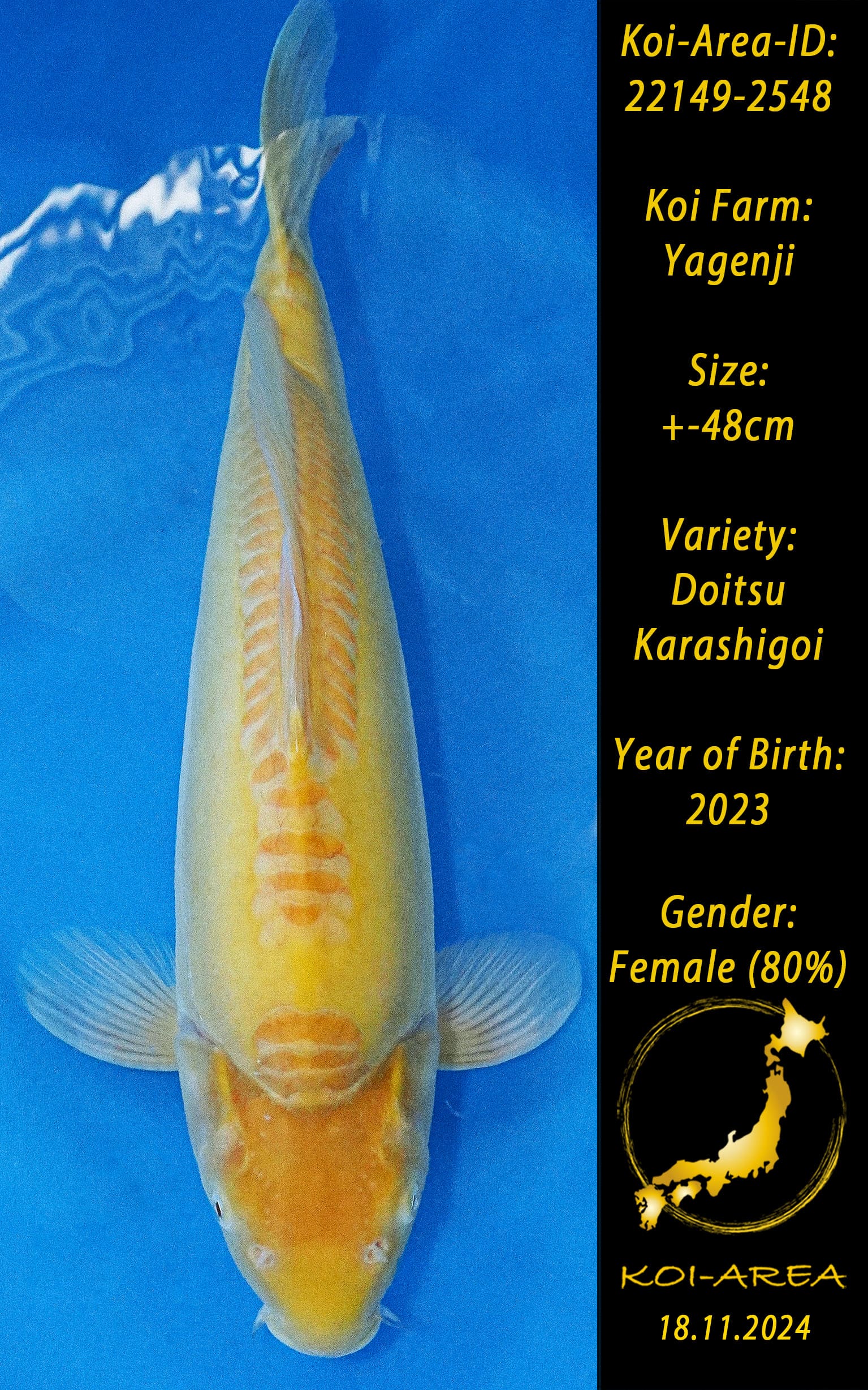 Show Koi 22149-2548 | Koi-Area.de