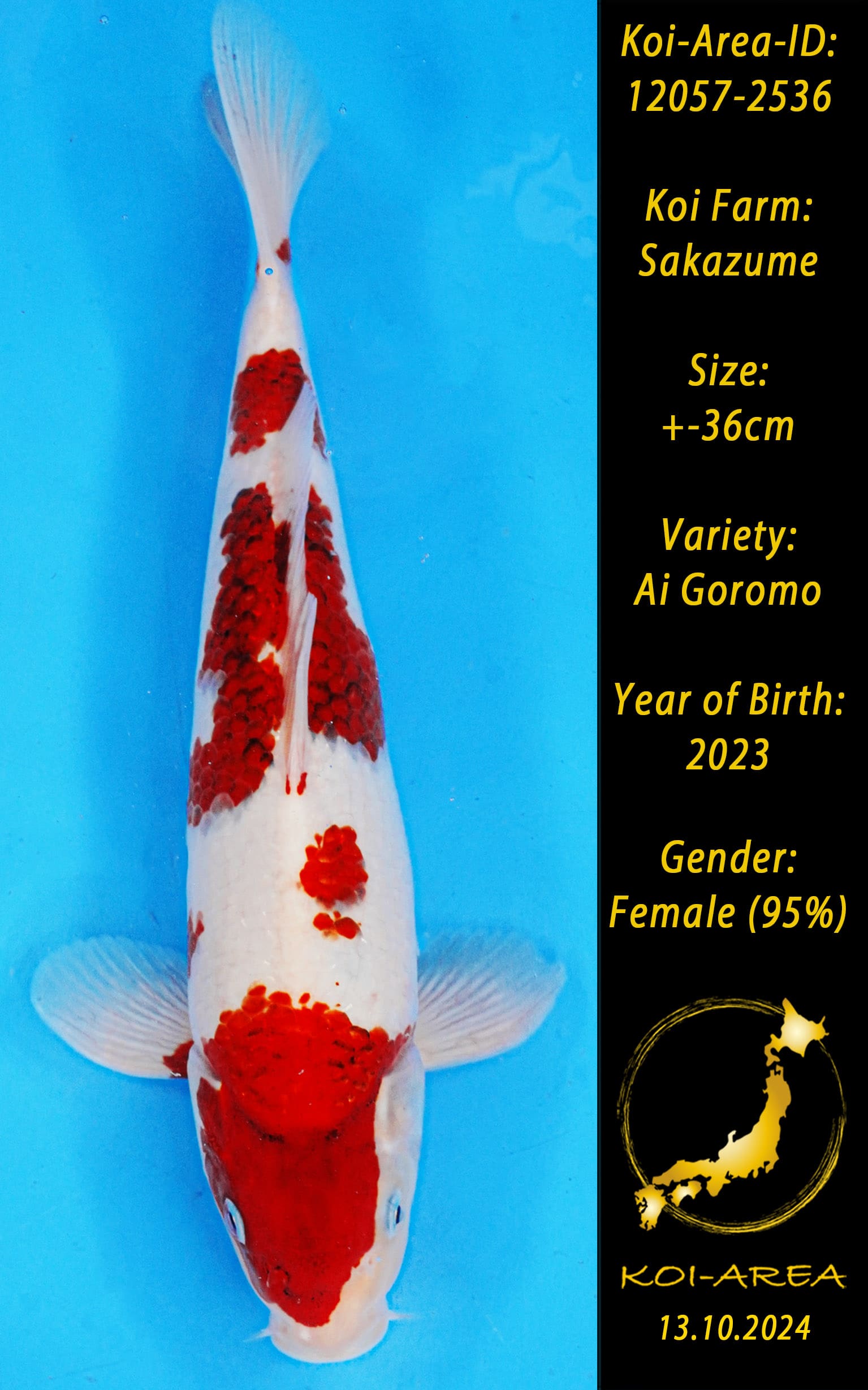 Show Koi 12057-2536 | Koi-Area.de