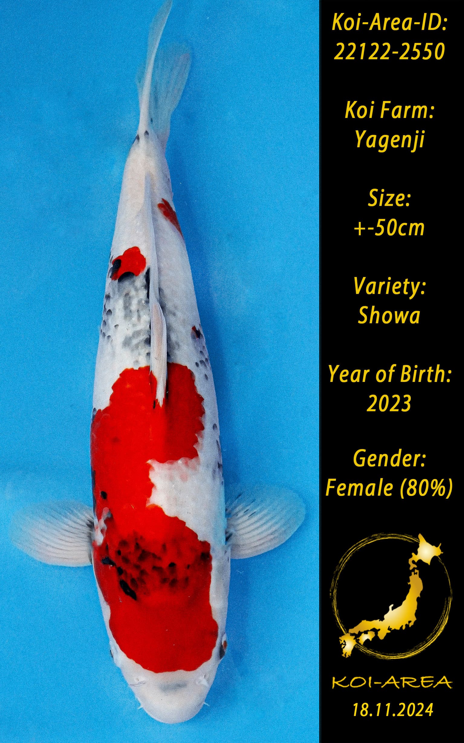 Show Koi 22122-2550 | Koi-Area.de