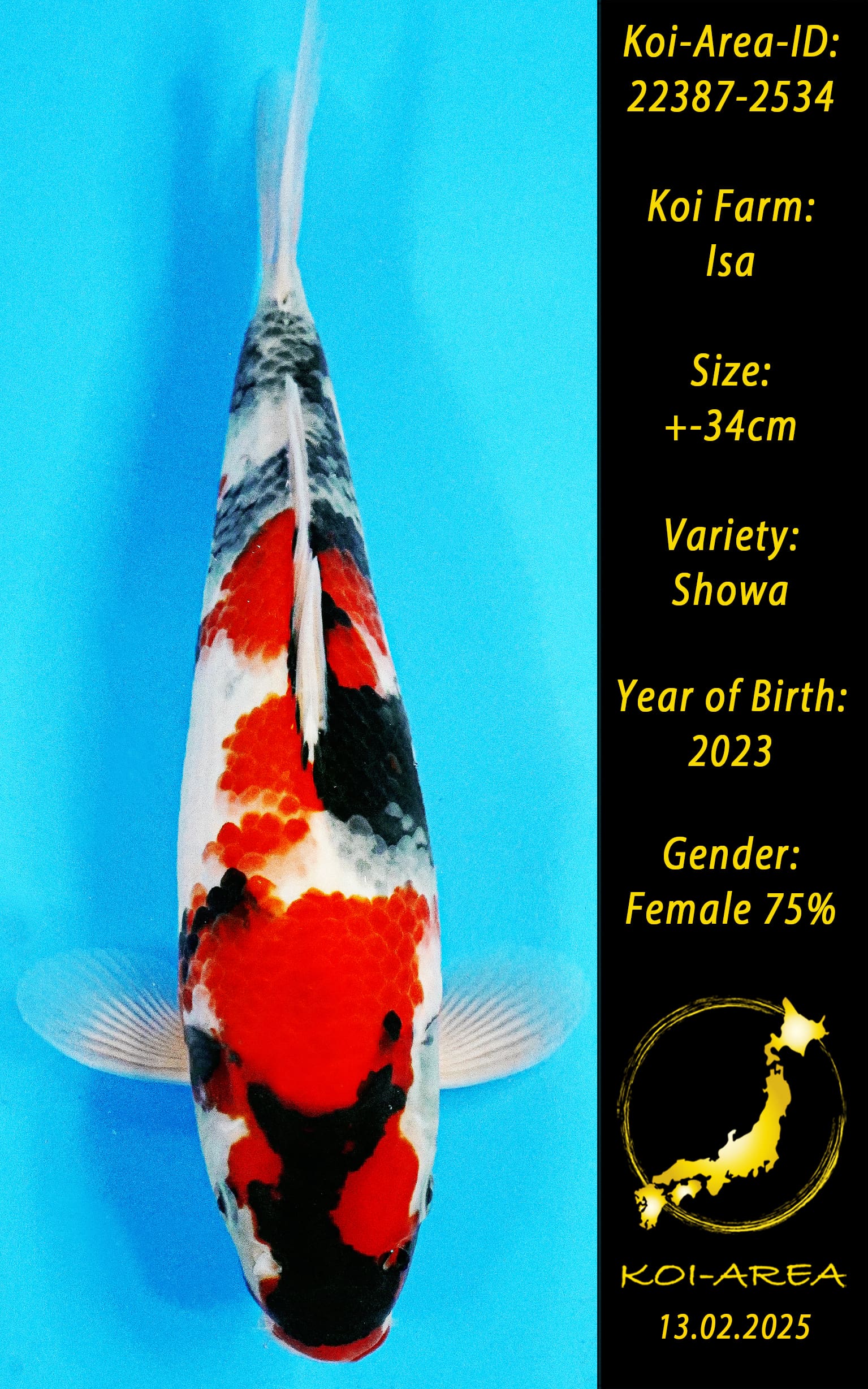 Show Koi 22387-2534 | Koi-Area.de